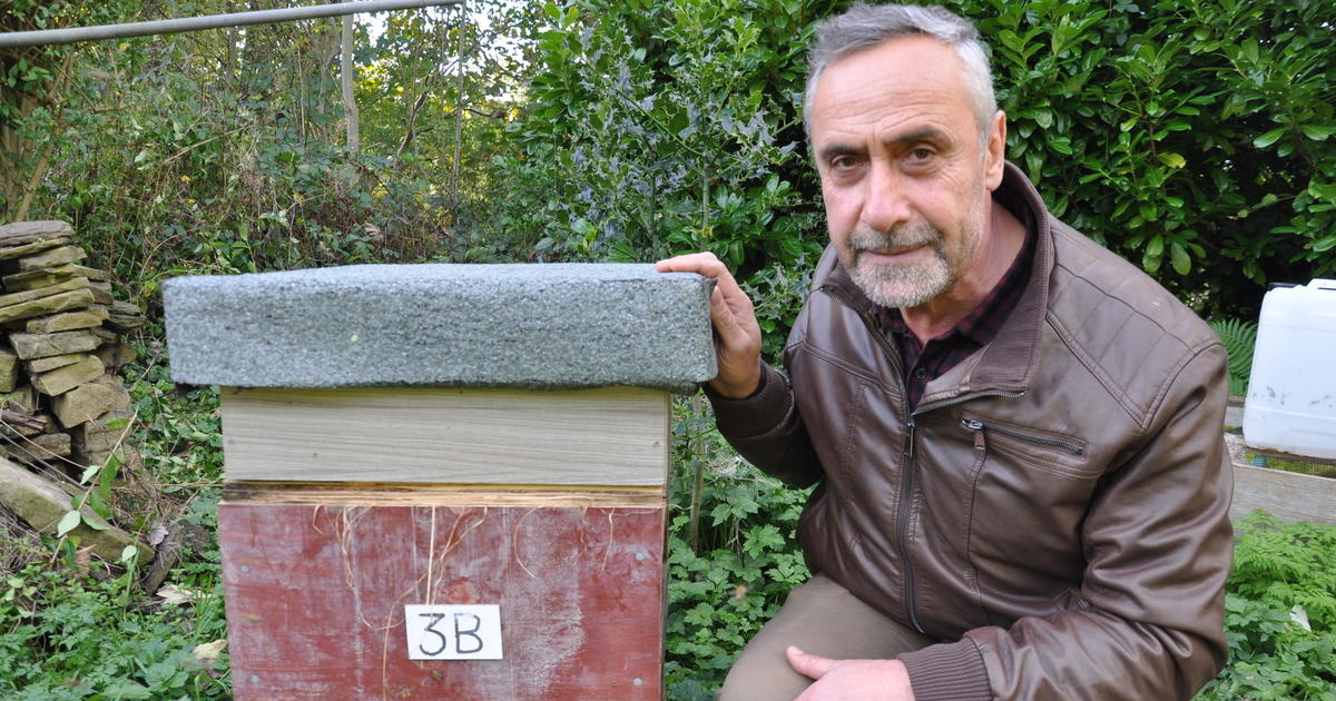Apicultor sirio prueba las mieles del éxito con las abejas británicas ...